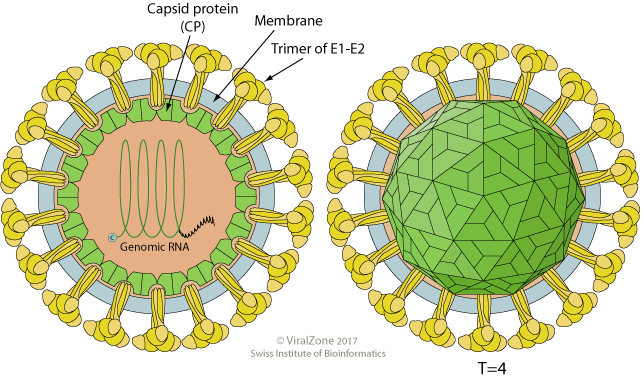 Alphavirus | Signs & Symptoms | Prevention | Dr. Thind's Homeopathy
